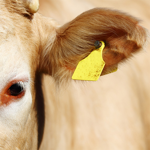 Biobanking Model – Livestock Biobanking